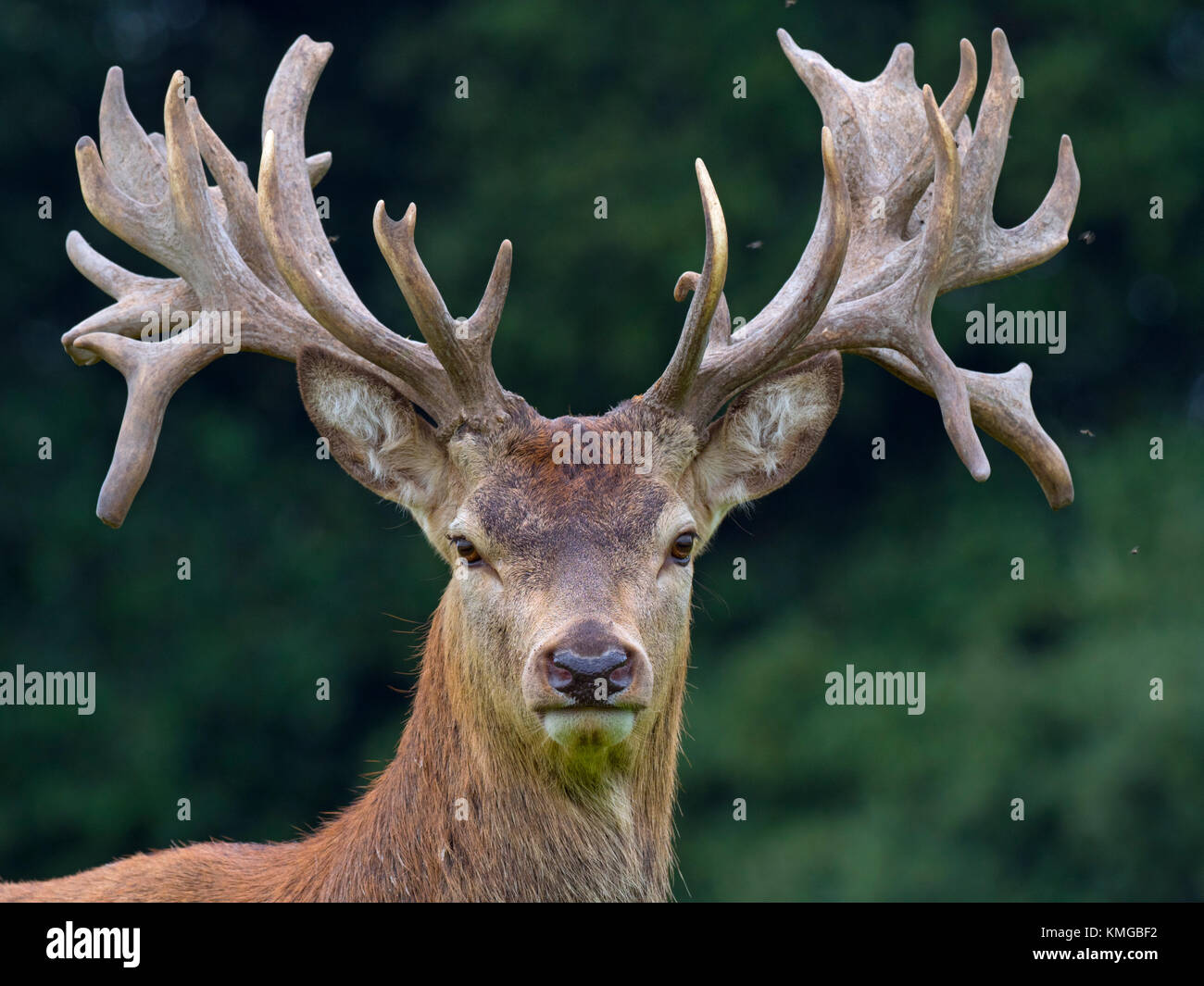 Red Deer Cervus elaphus in Holkham Park Norfolk UK Stock Photo - Alamy