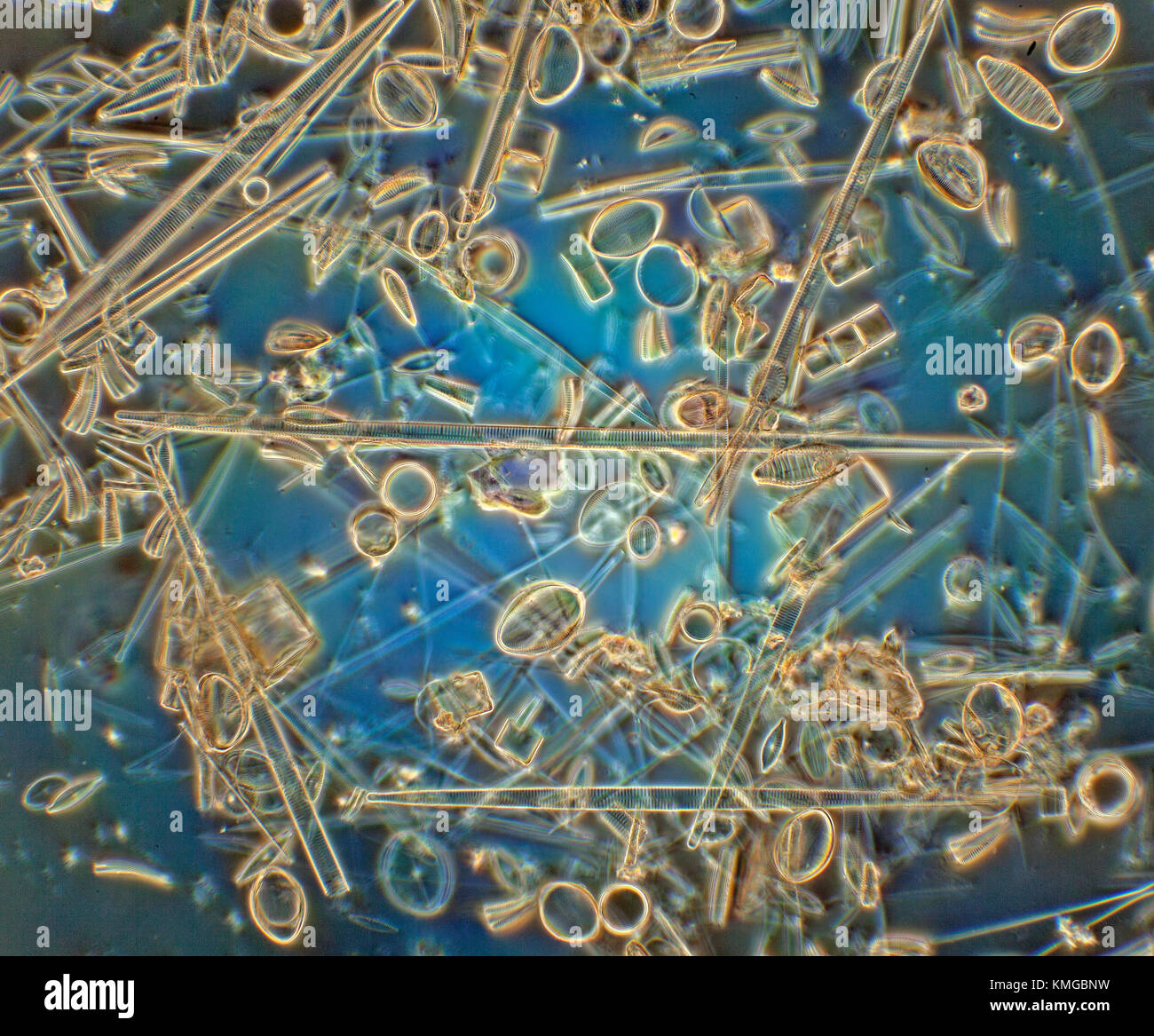 Diatoms hi-res stock photography and images - Alamy
