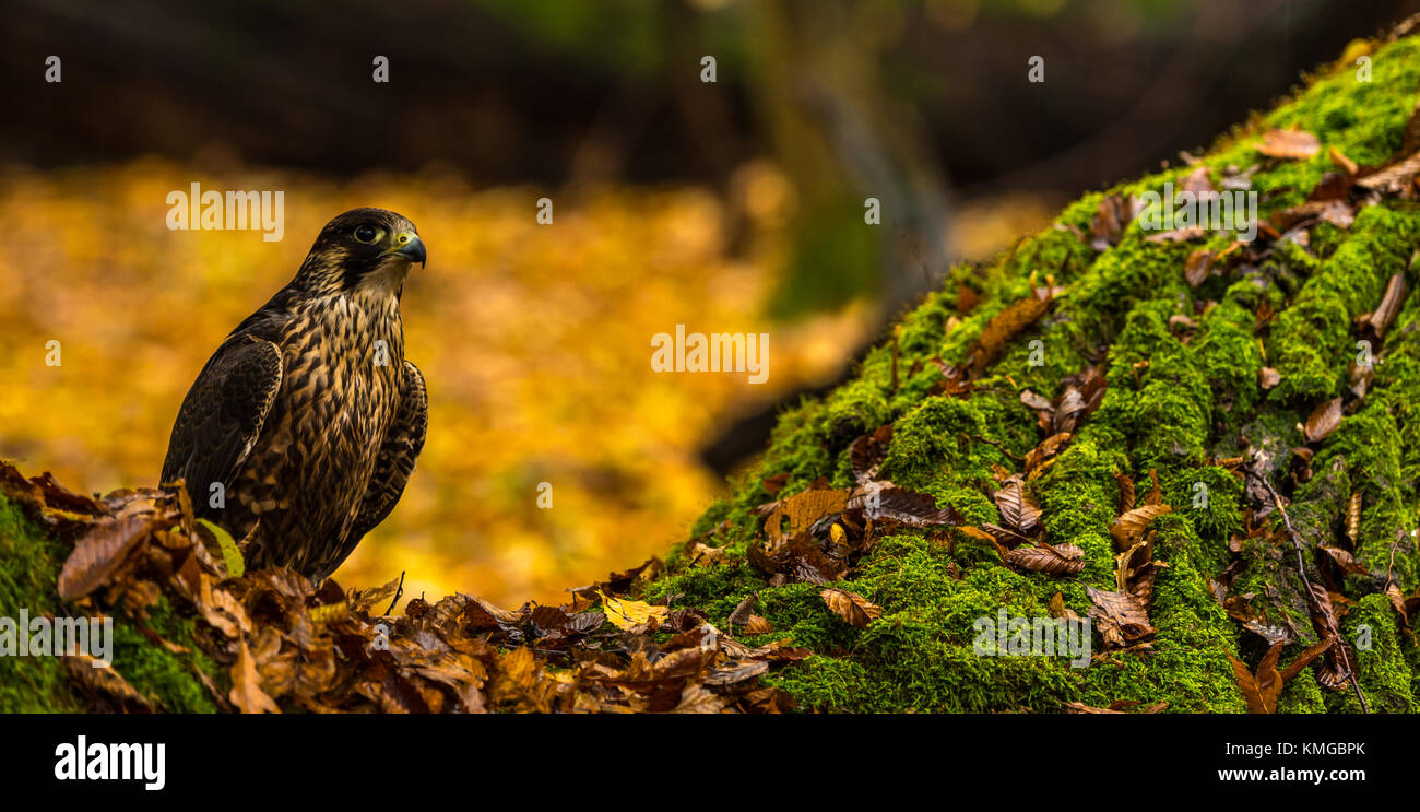 A peregrine Falcon on grounds of a forest during autumn Stock Photo - Alamy
