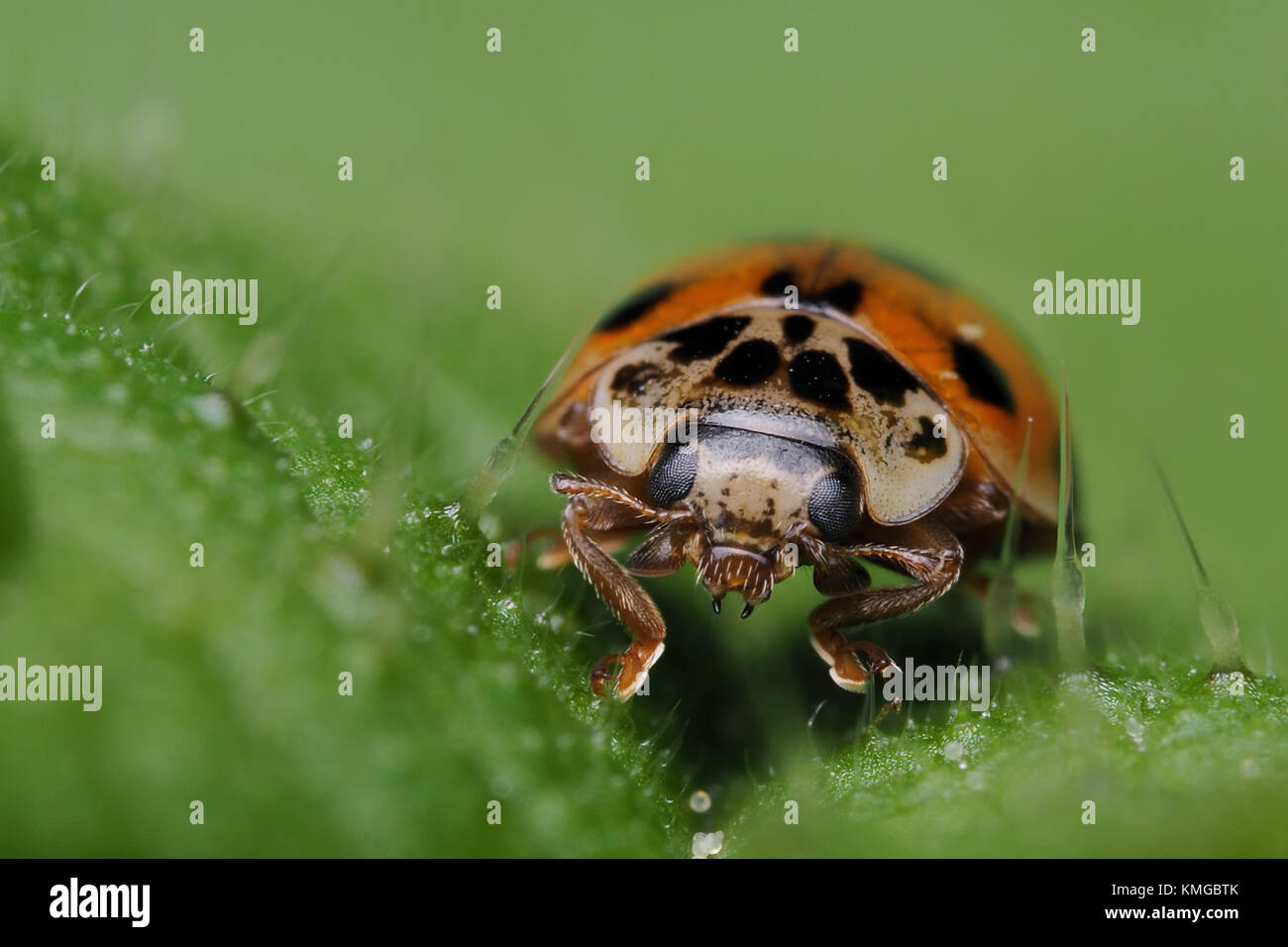 10 spot ladybird hi-res stock photography and images - Alamy