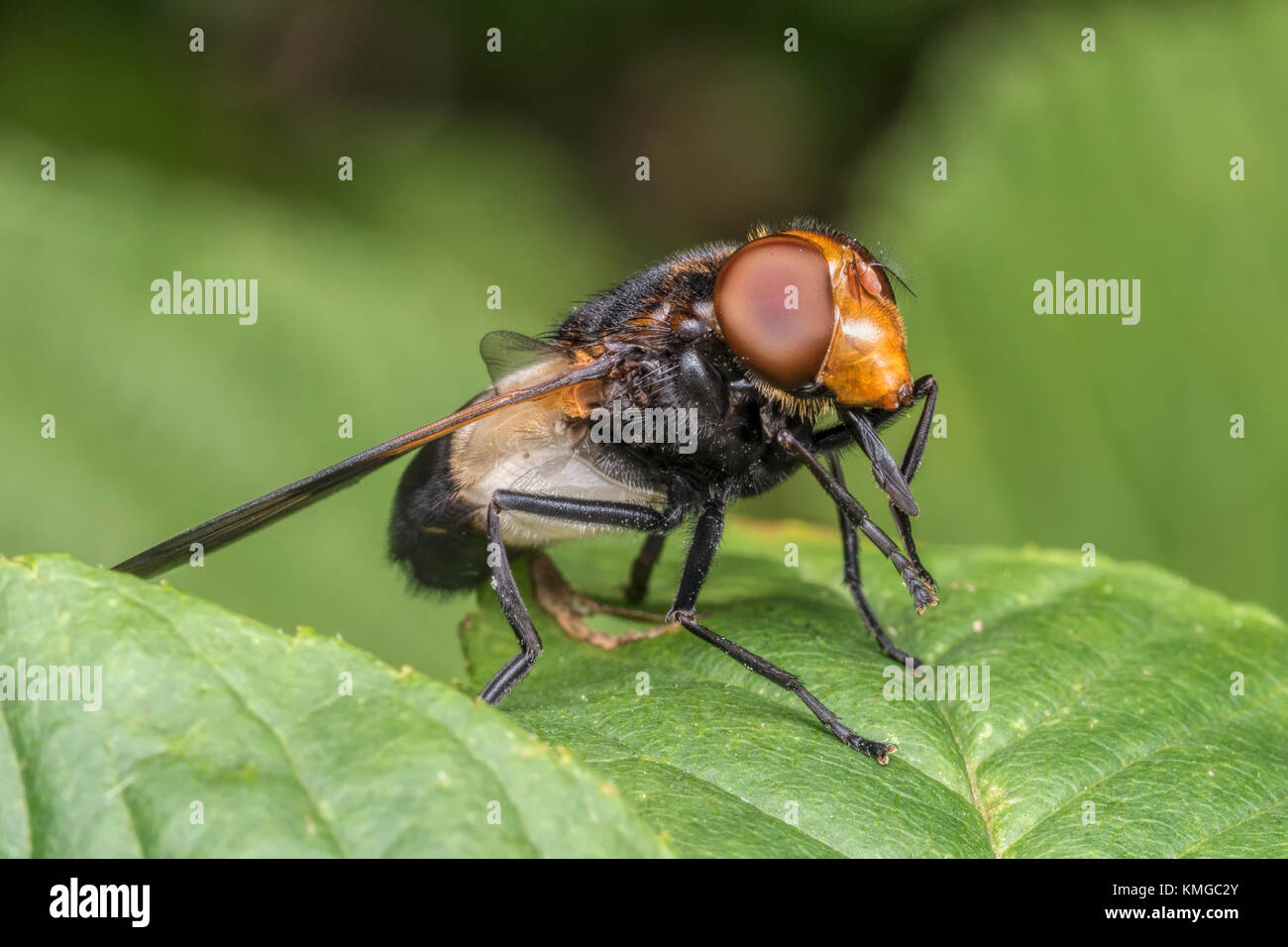 Large Pied-Hoverfly (Volucella pellucens) at rest on a bramble leaf in ...
