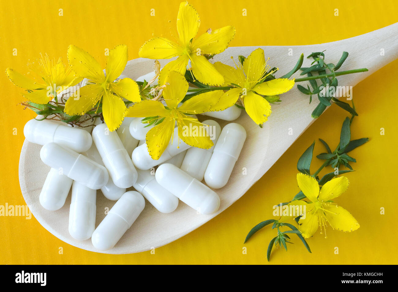 common St. John's wort fresh plant - hypericum perforatum - natural ...