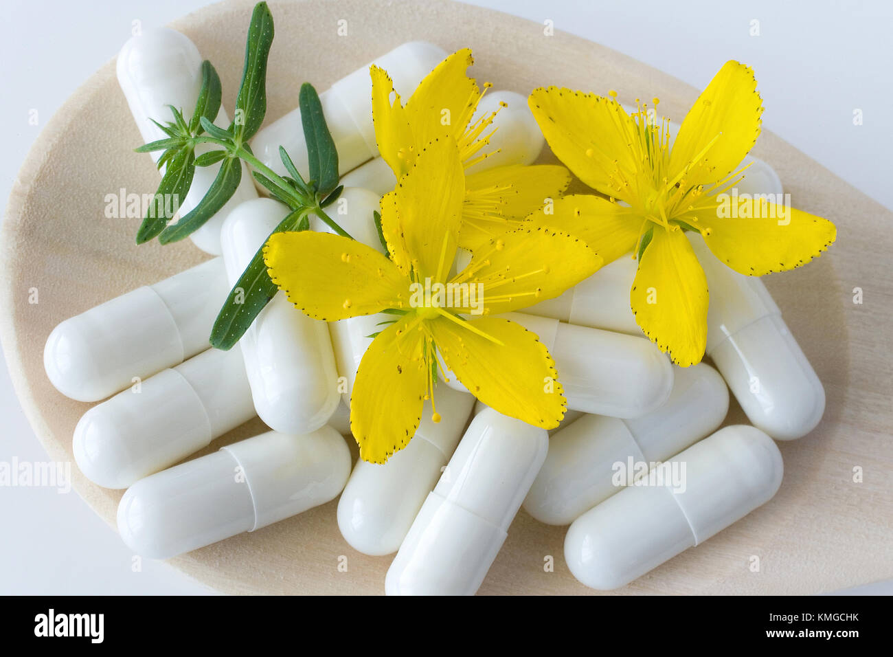 common St. John's wort fresh plant - hypericum perforatum - natural ...