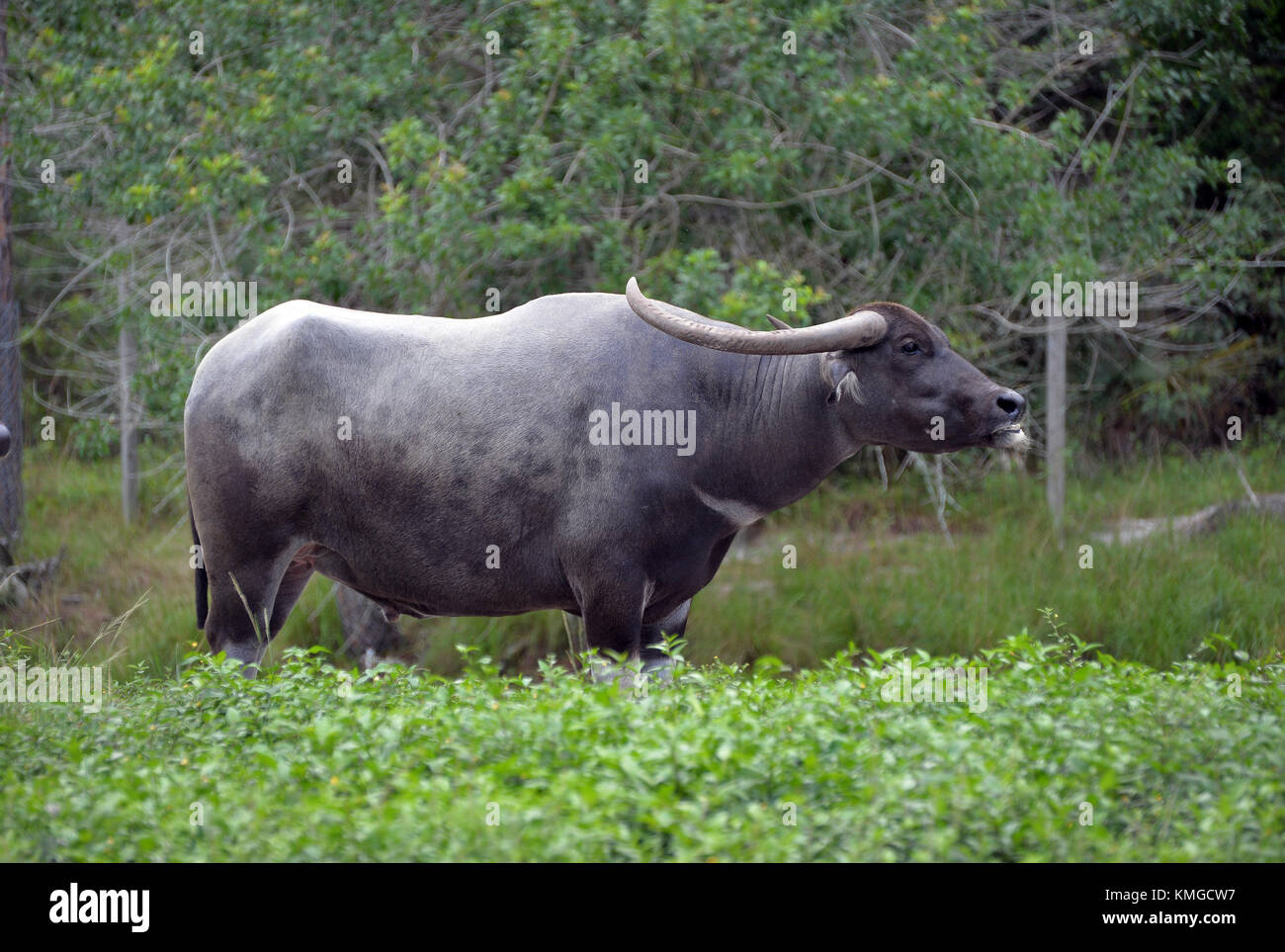 LOXAHATCHEE, FL - AUGUST 17: Cape Buffalo at Lion Country Safari on ...