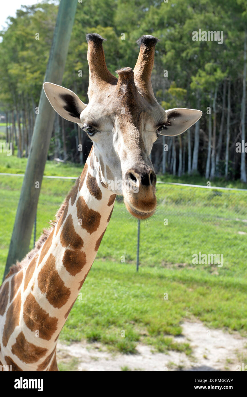 LOXAHATCHEE, FL - AUGUST 17: Giraffe at Lion Country Safari on August ...