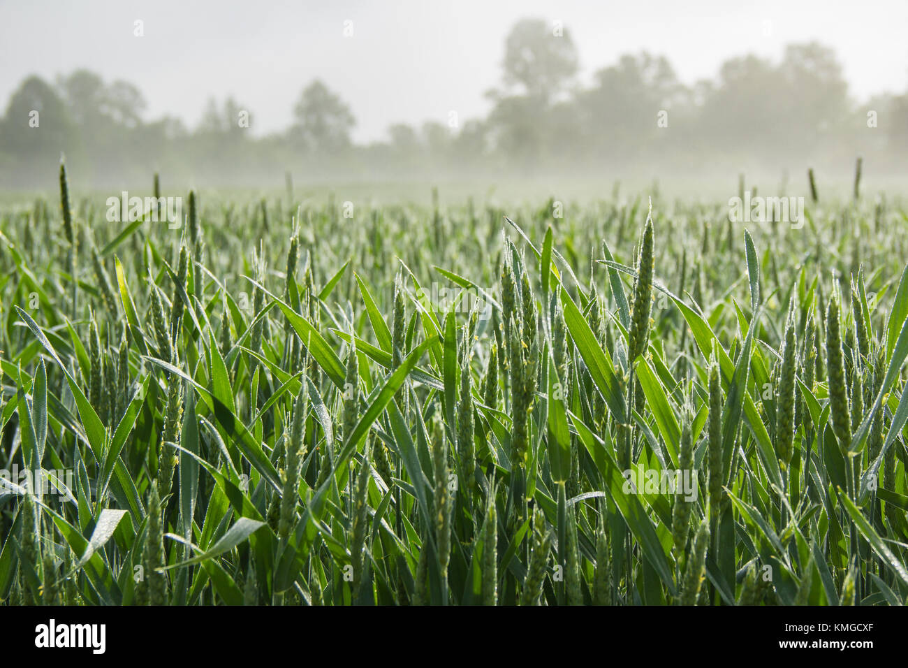 Early morning in a corn field Stock Photo - Alamy