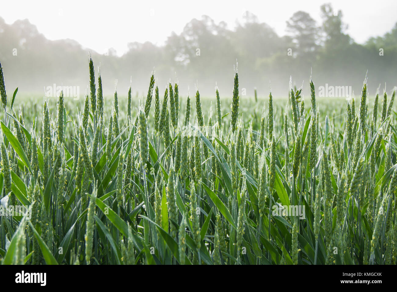 Early morning in a corn field Stock Photo - Alamy
