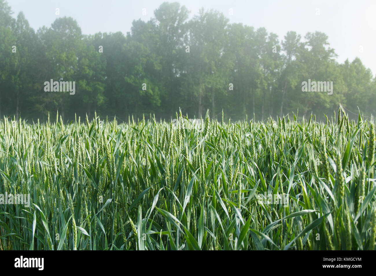 Early morning in a corn field Stock Photo - Alamy