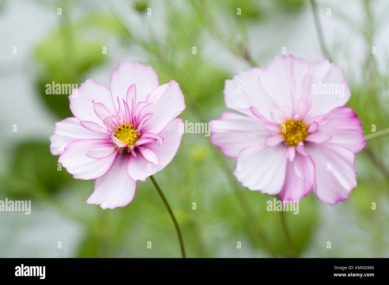 Cosmos bipinnatus 'Fizzy Formula Mixture' flowers Stock Photo - Alamy