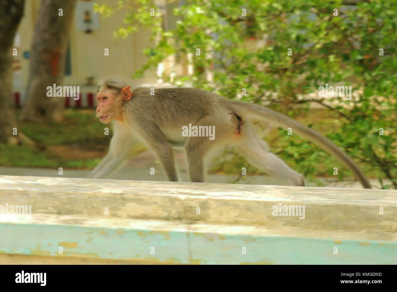 Monkey walking on road hi-res stock photography and images - Alamy