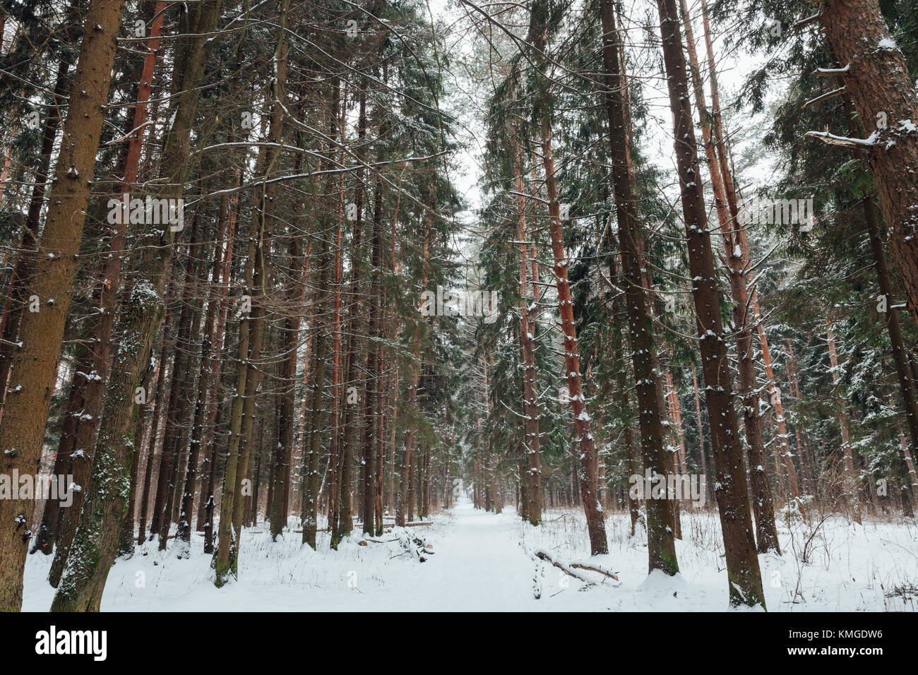 Russian northern forest hi-res stock photography and images - Alamy