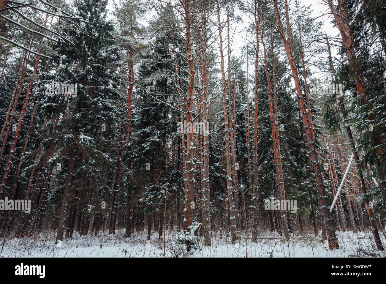 Beautiful forest covered with snow, Russia Stock Photo - Alamy