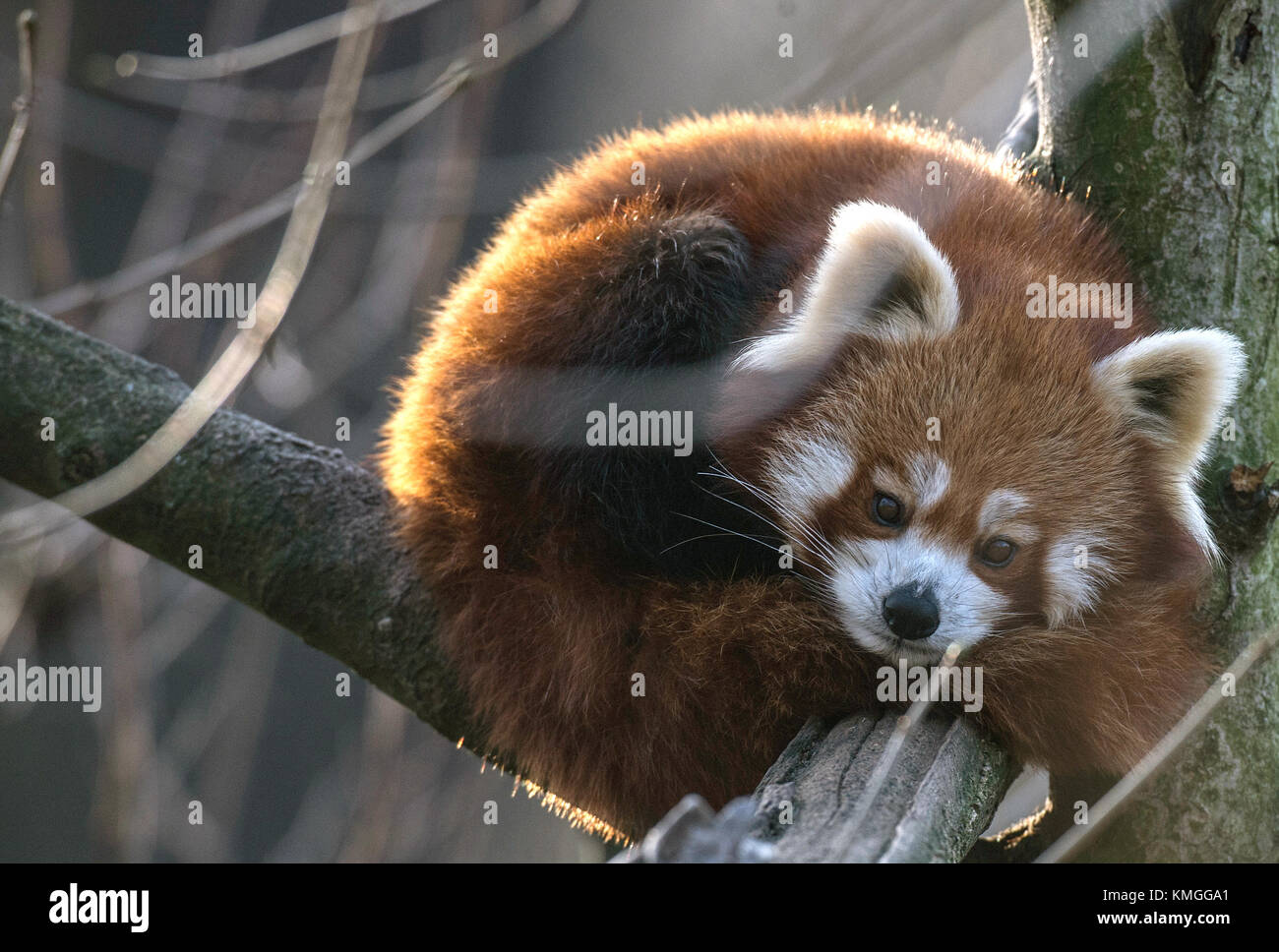 Berlin, Germany. 7th Dec, 2017. A red panda reclines on a tree branch ...