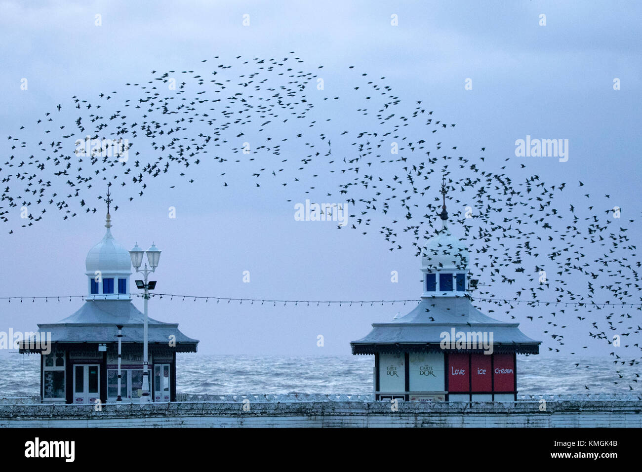 flock fly animal starling flight swarm bird dusk murmuration blackpool ...