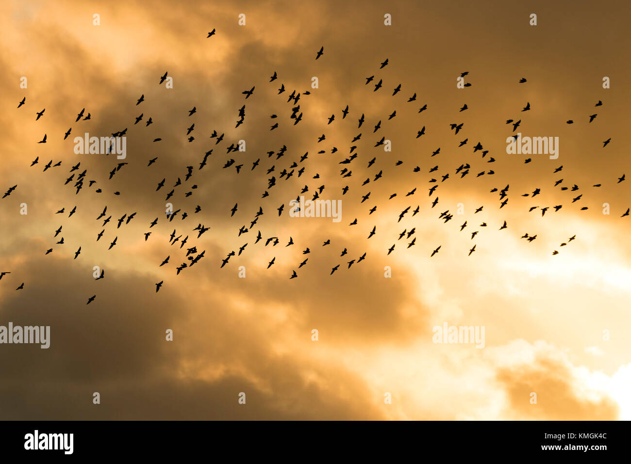 flock fly animal starling flight swarm bird dusk murmuration blackpool ...