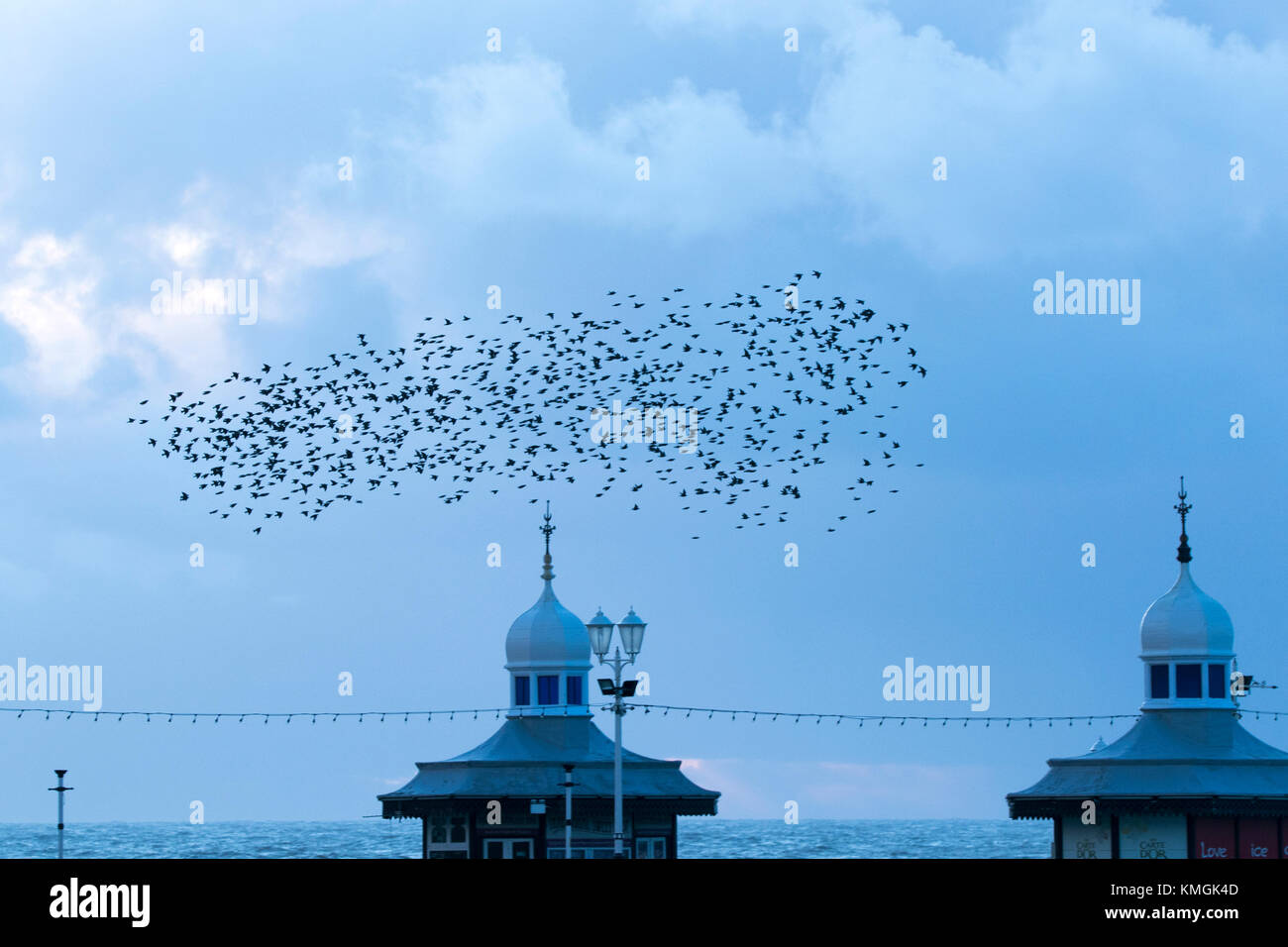 flock fly animal starling flight swarm bird dusk murmuration blackpool ...