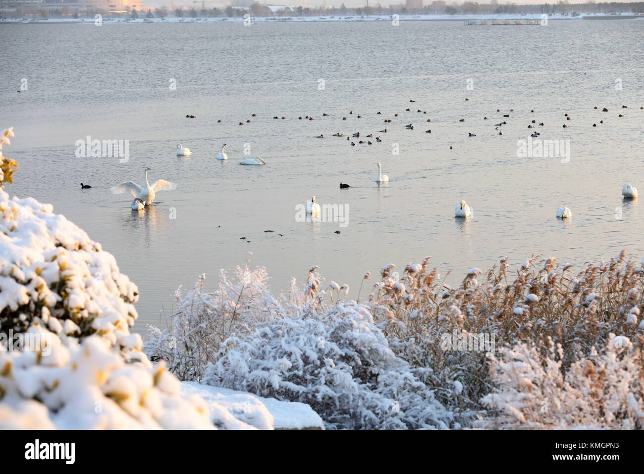 Rongchen, Rongchen, China. 8th Dec, 2017. Rongcheng, CHINA-5th December ...