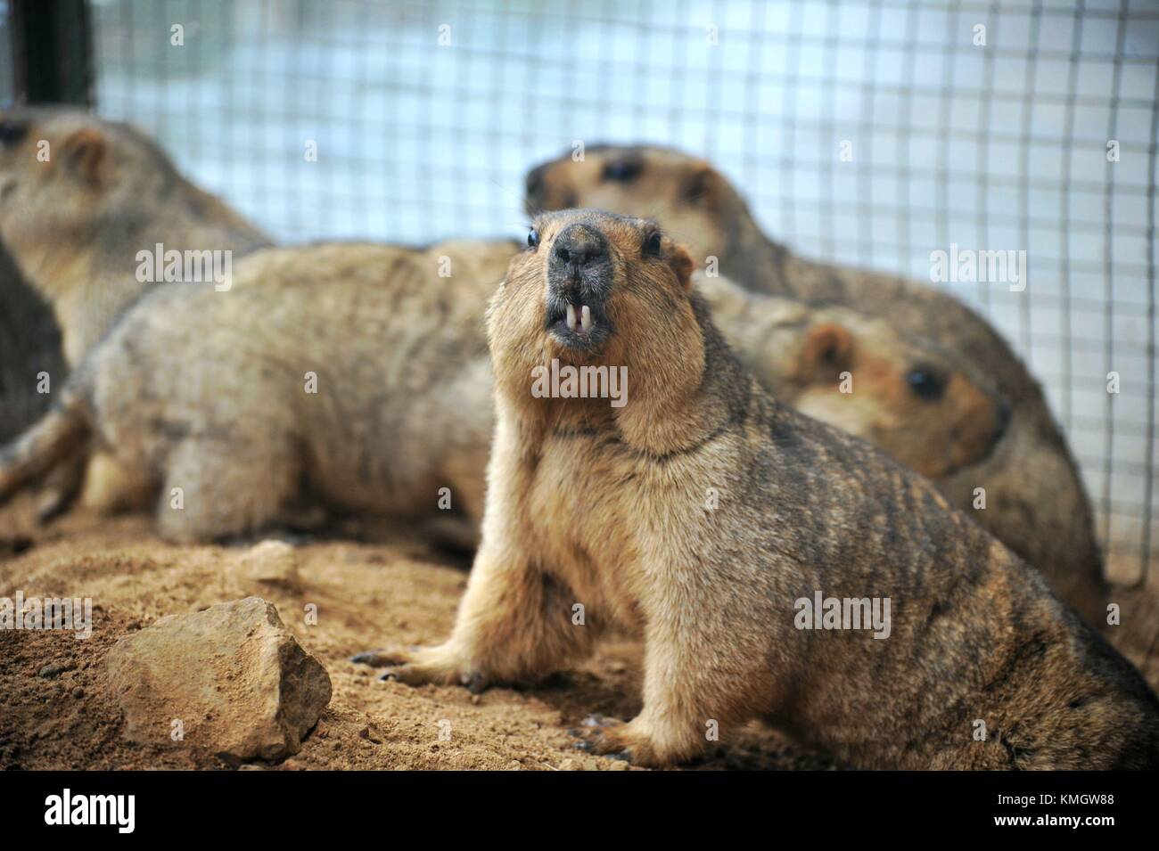 China. 8th Dec, 2017. CHINA-2017:(EDITORIAL USE ONLY. CHINA OUT ...