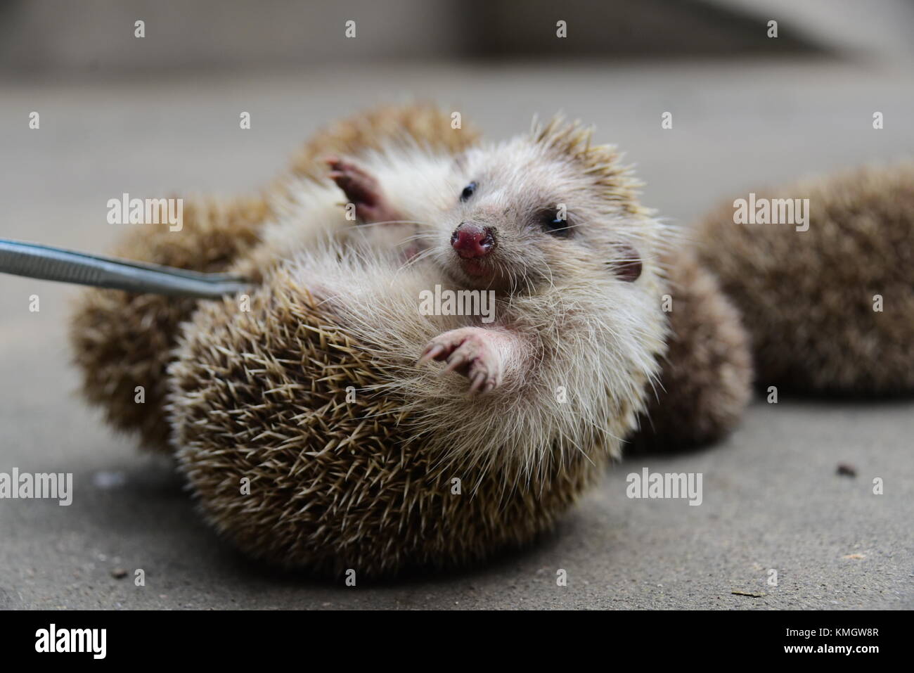 China. 8th Dec, 2017. CHINA-2017:(EDITORIAL USE ONLY. CHINA OUT ...