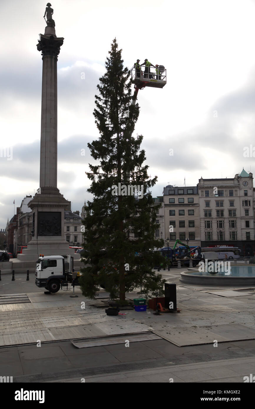 London,UK,4th December 2017,The annual Norwegian Christmas tree has ...
