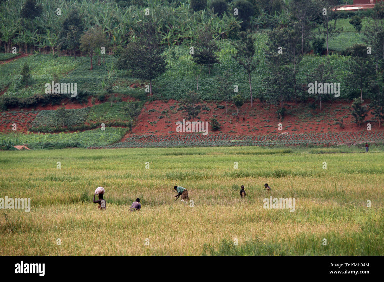 Rice growing burundi hi-res stock photography and images - Alamy