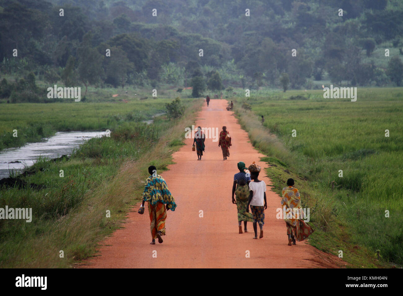 Rice growing burundi hi-res stock photography and images - Alamy
