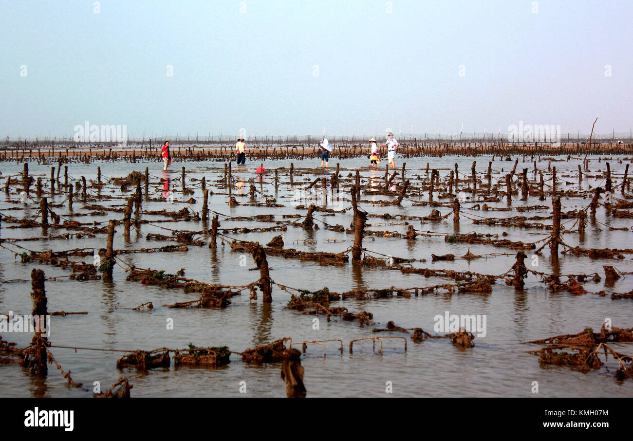 Pearl cultivation hi-res stock photography and images - Alamy