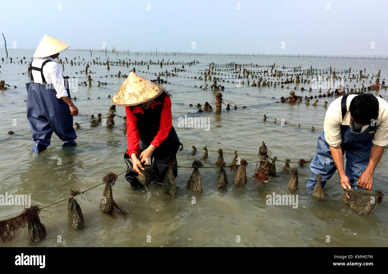 Pearl cultivation hi-res stock photography and images - Alamy