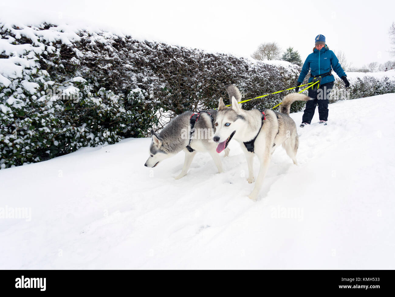 Huskies pulling hi-res stock photography and images - Alamy
