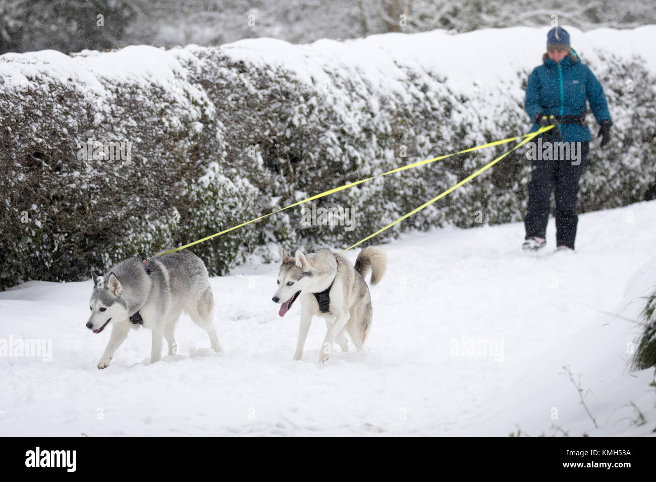 Huskies pulling hi-res stock photography and images - Alamy