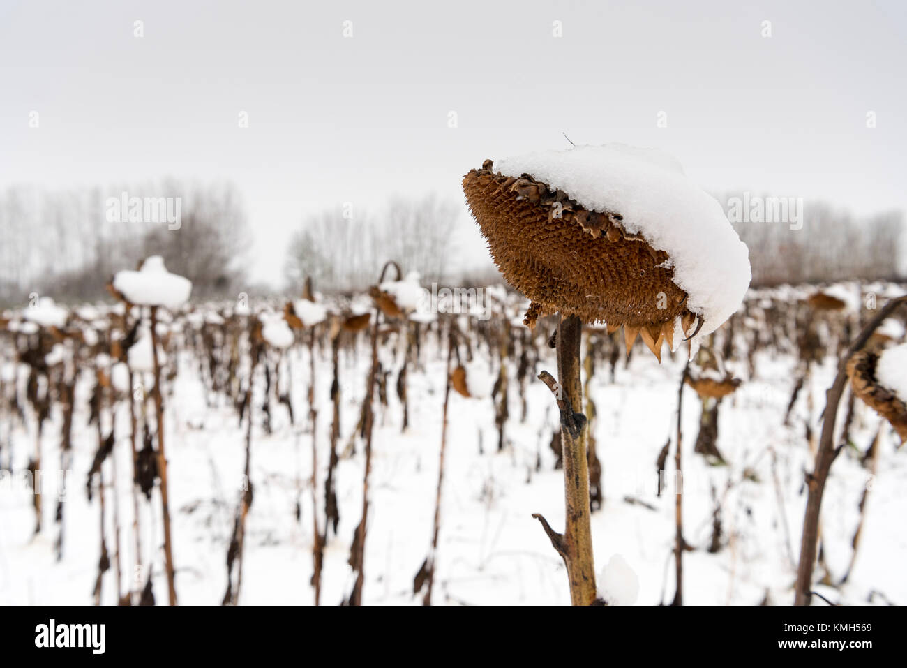 Parts of a sunflower hi-res stock photography and images - Alamy