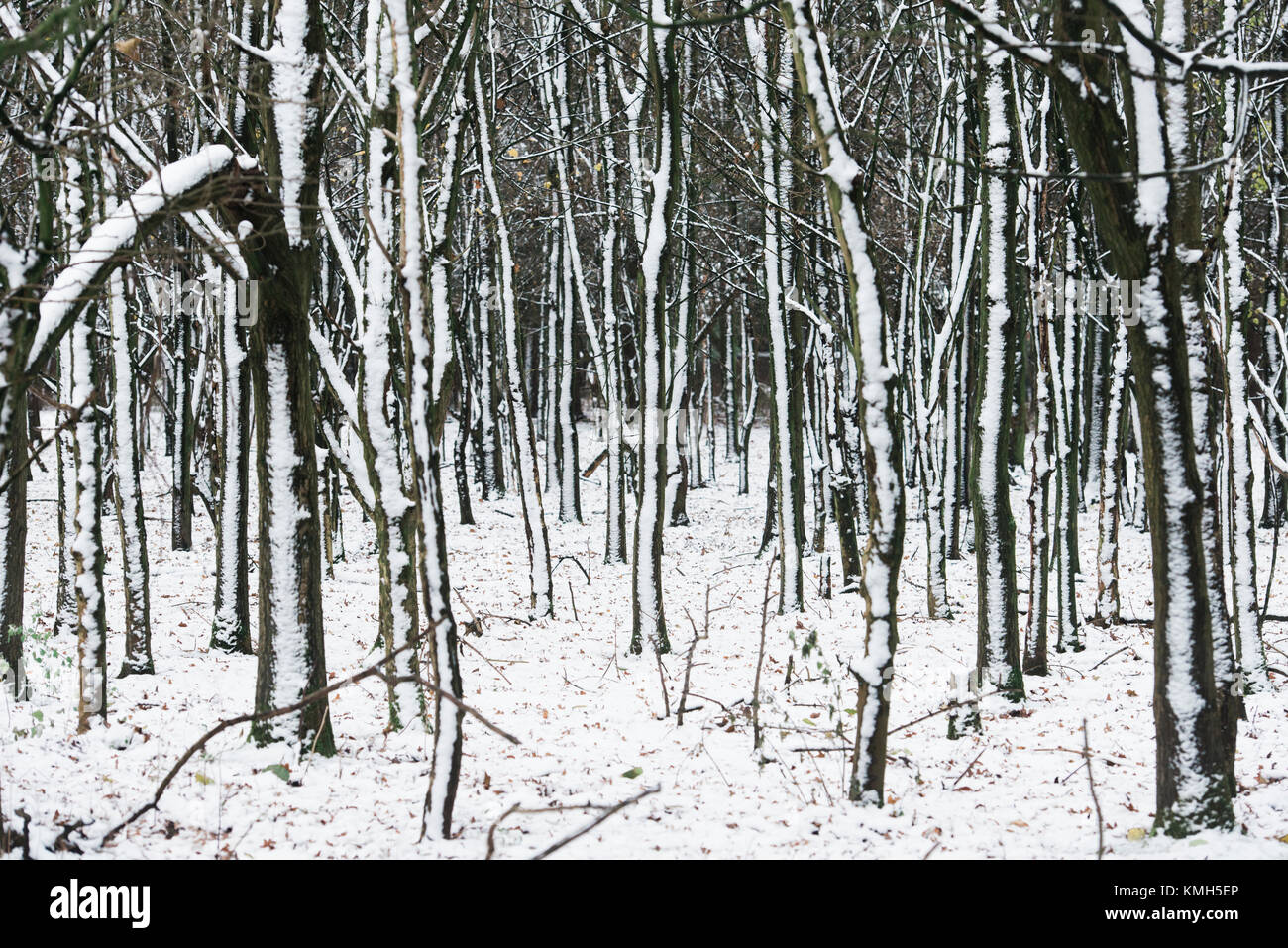 Wollaton Park, Nottingham, UK. 10th December, 2017. White Christmas ...