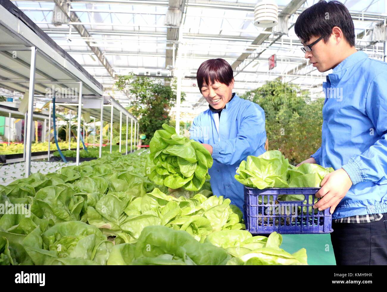 (171212) -- JINAN, Dec. 12, 2017 (Xinhua) -- Workers pluck water ...