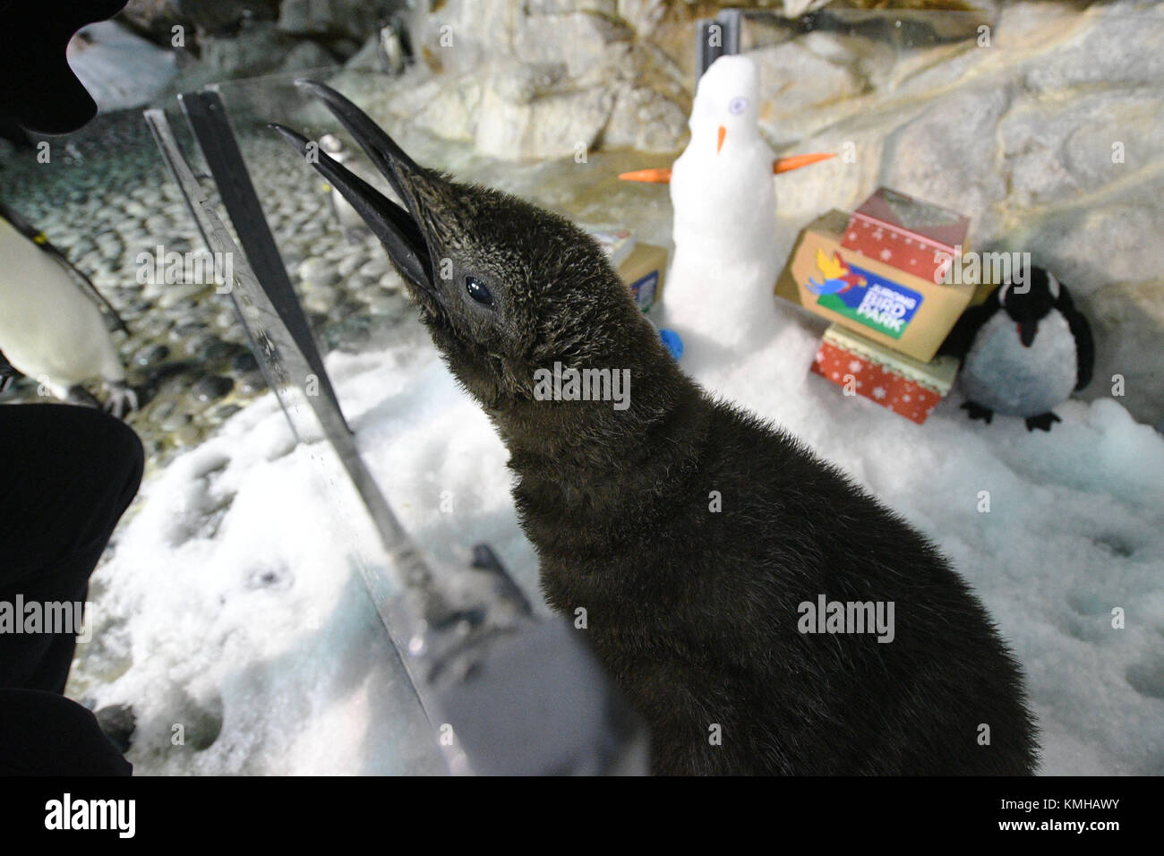 Singapore. 13th Dec, 2017. Two-month-old King Penguin chick Maru is ...