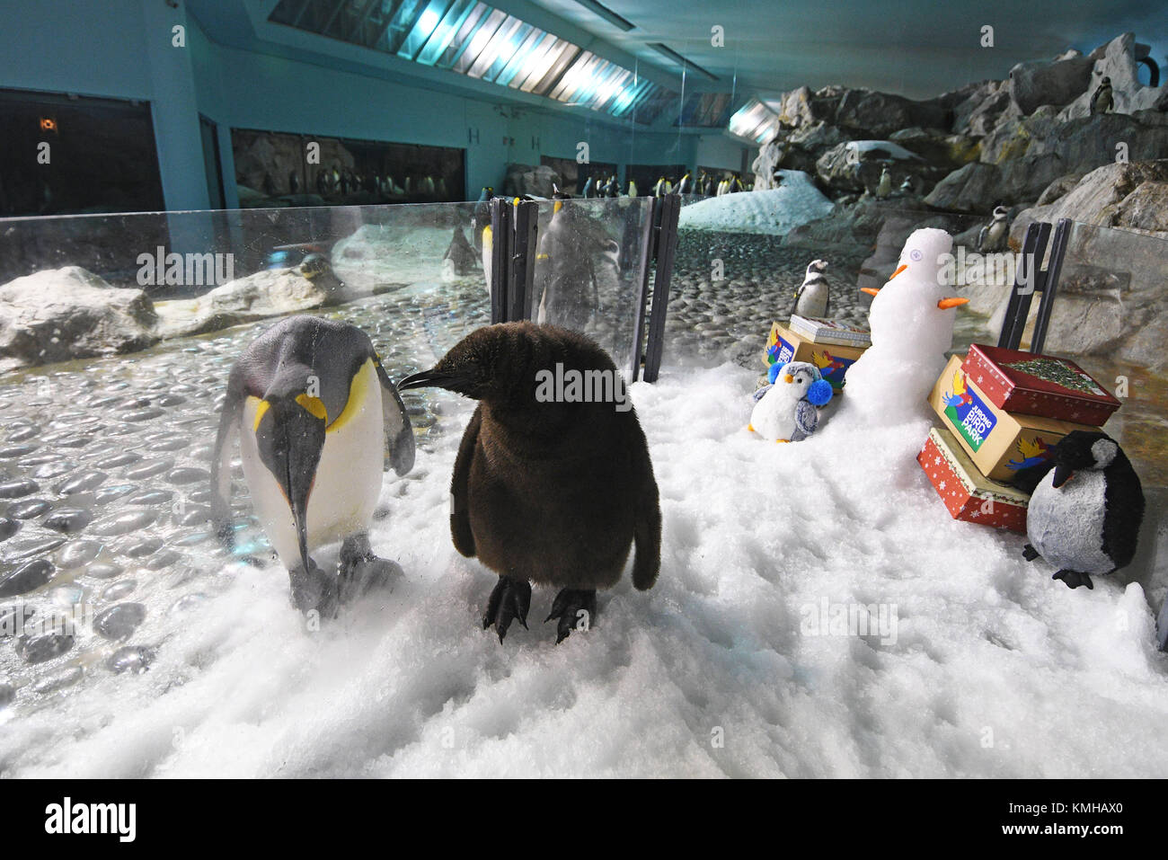Singapore. 13th Dec, 2017. Two-month-old King Penguin chick Maru is ...