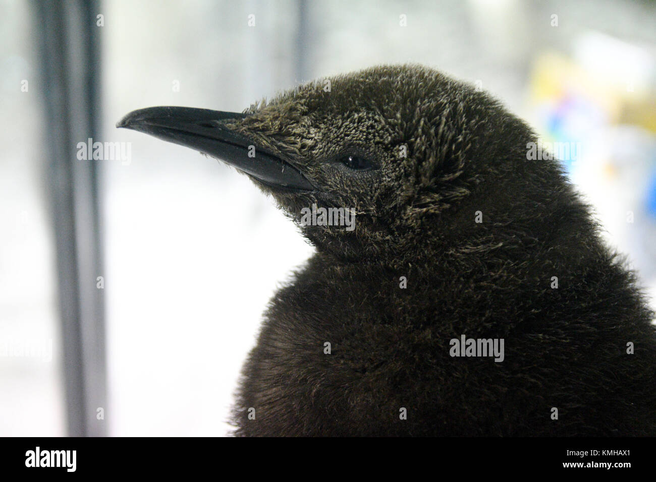 Singapore. 13th Dec, 2017. Two-month-old King Penguin chick Maru is ...
