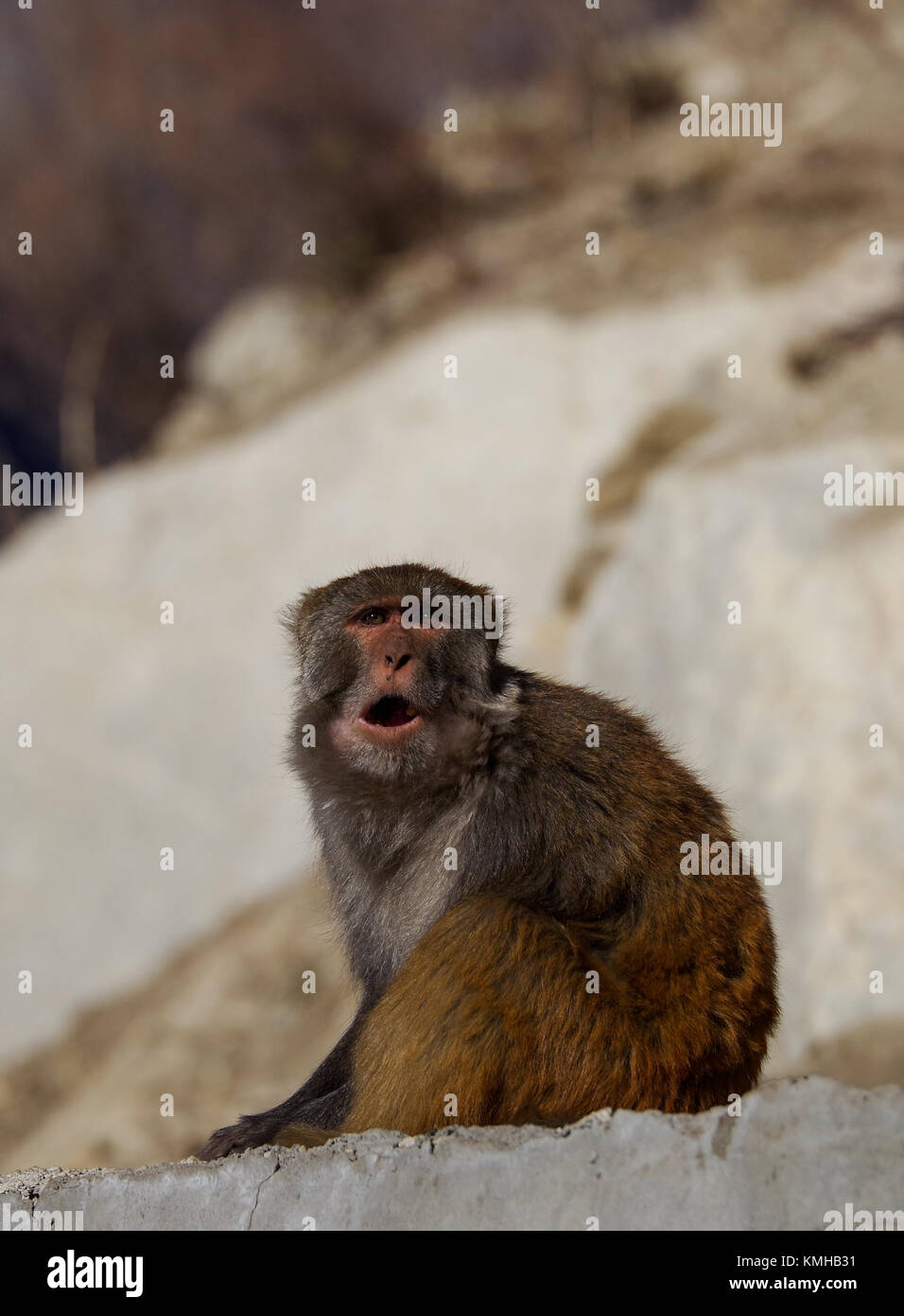 Shannan, China's Tibet Autonomous Region. 12th Dec, 2017. A Tibetan macaque plays at a gorge in ...