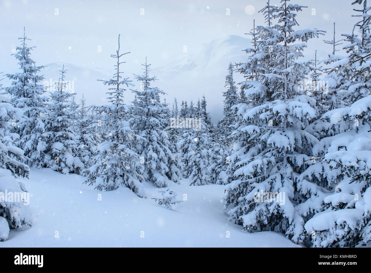 winter landscape trees and fence in hoarfrost, background with some ...