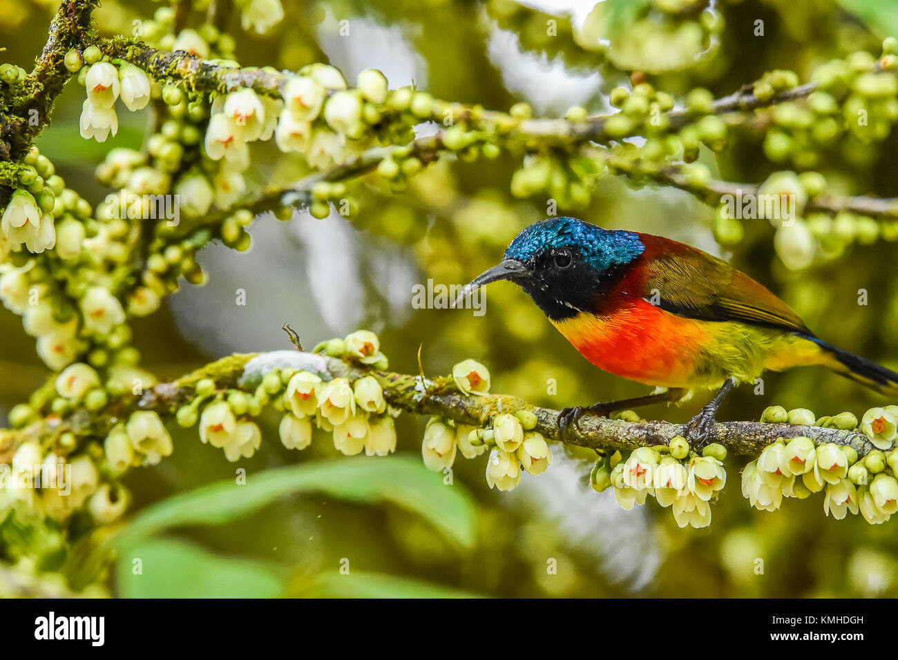 Olive-backed sunbird holding branch to eat white flower nectar Stock ...