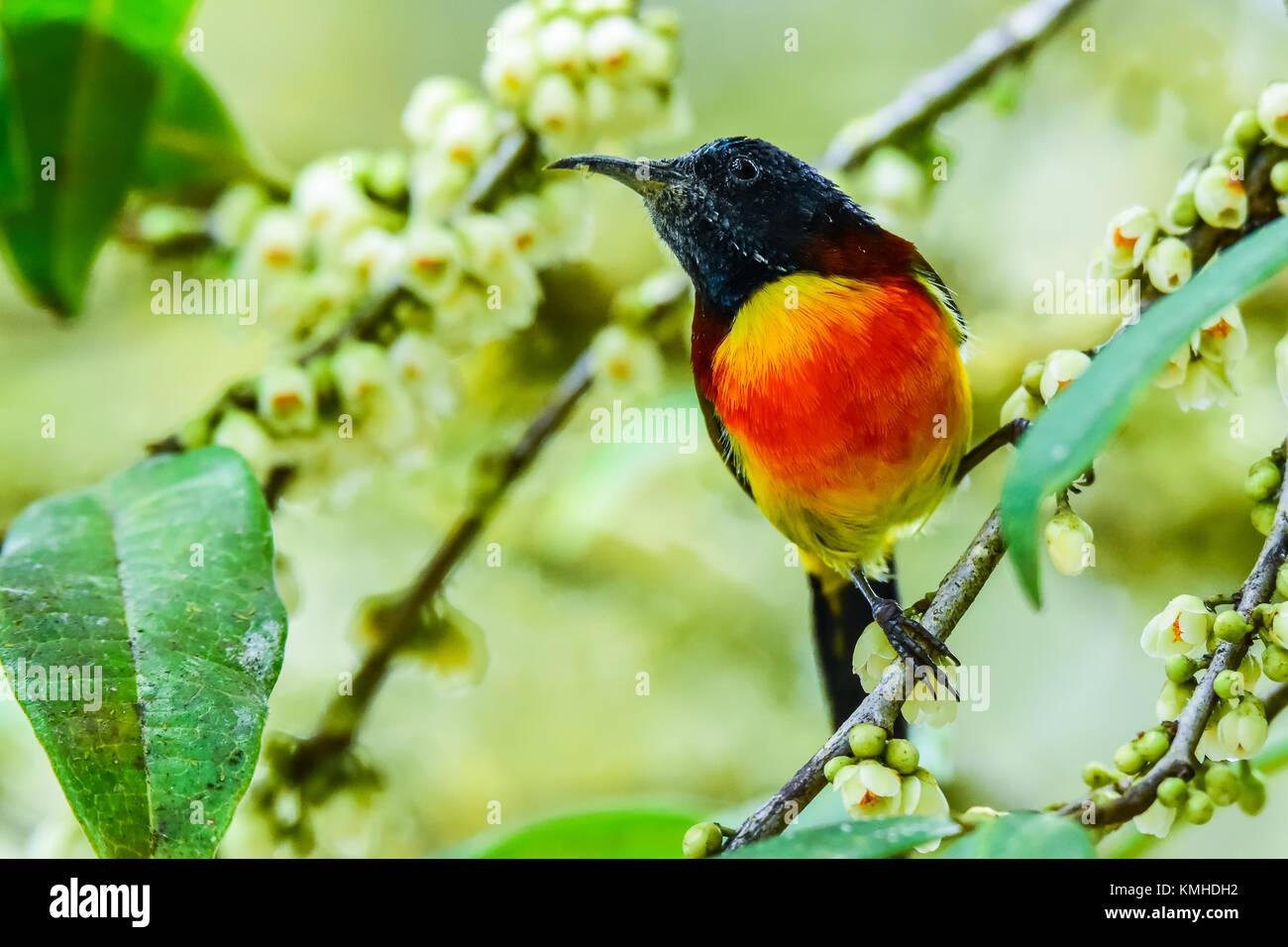 Sunbird Flight High Resolution Stock Photography and Images - Alamy