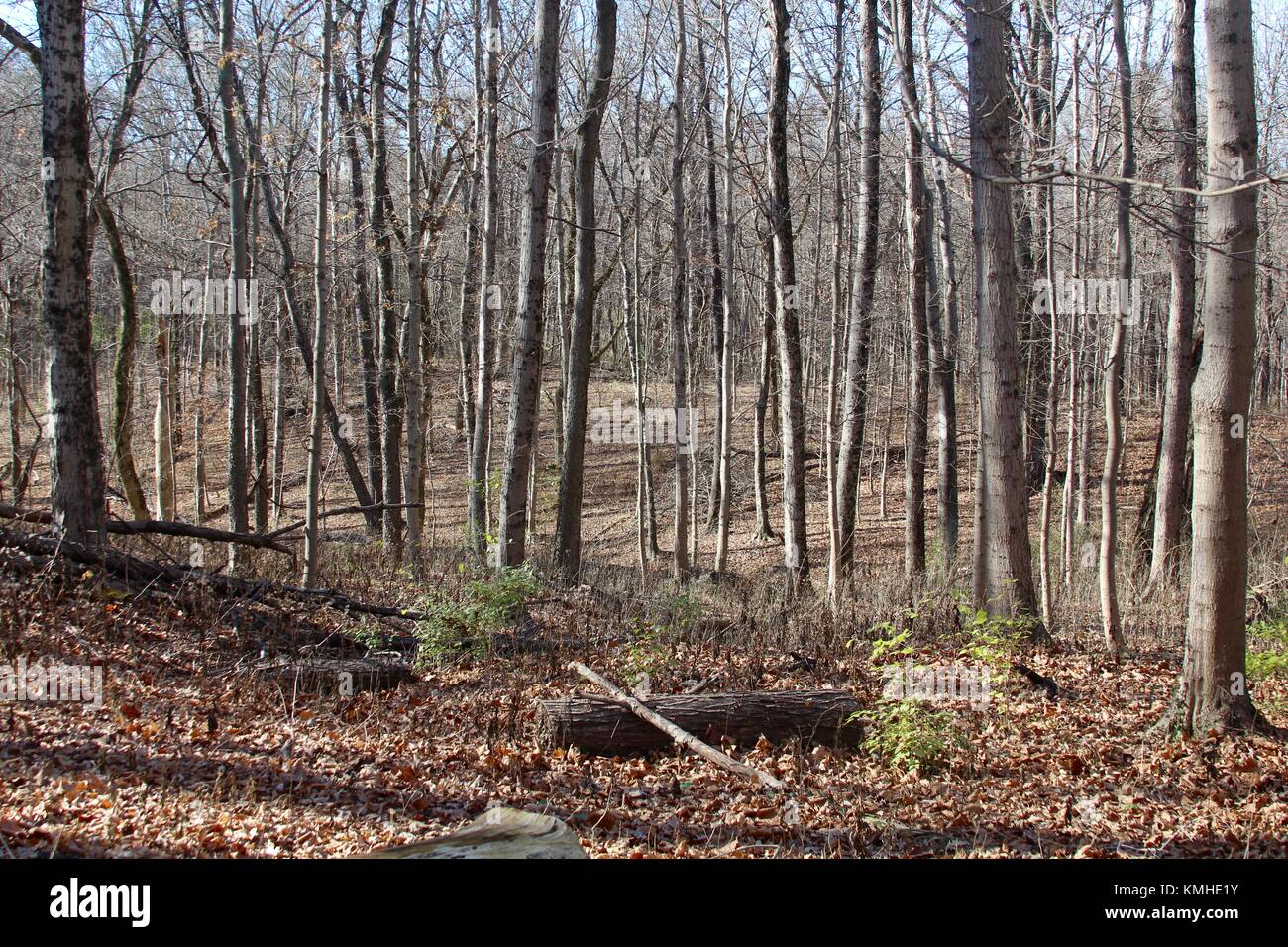 Map of forest park ohio hi-res stock photography and images - Alamy