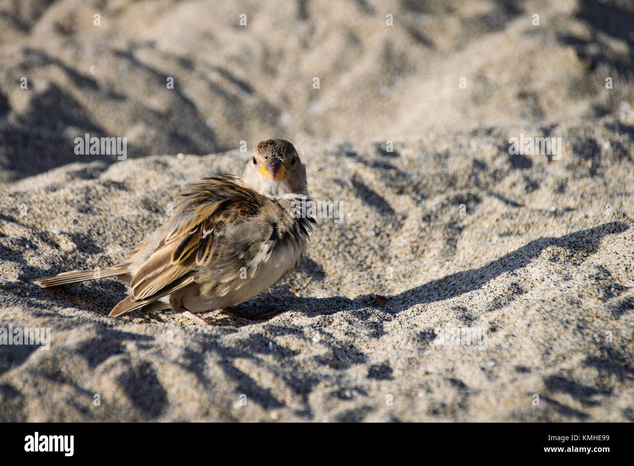 Female sparrow wild bird preening on sand beach Stock Photo - Alamy