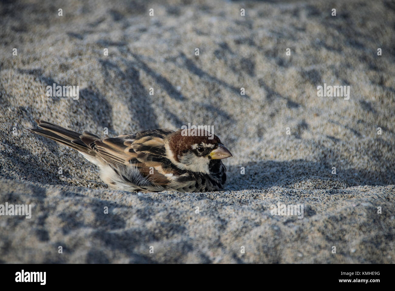 Lago sparrow hi-res stock photography and images - Alamy