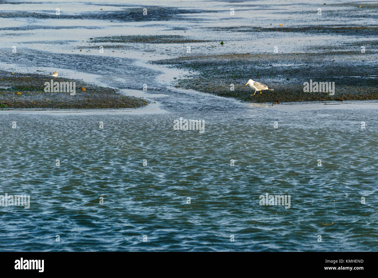 a seagull in the lagoon during the low tide Stock Photo - Alamy