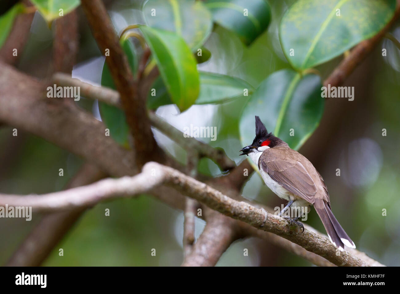 Red-whiskered Bulbul (Pycnonotus jocosus) in the Botanical Garden in ...
