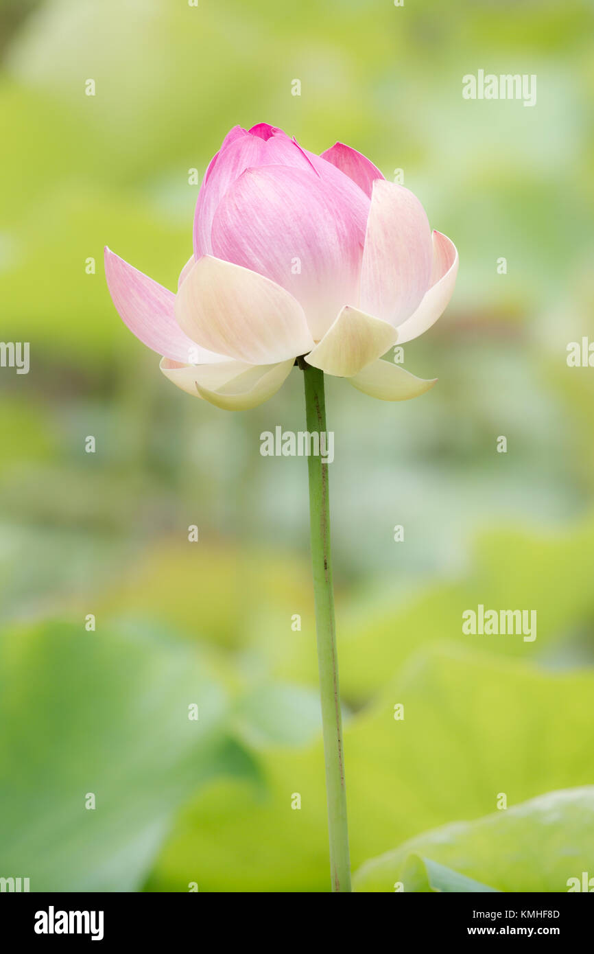 Indian lotus hi-res stock photography and images - Alamy