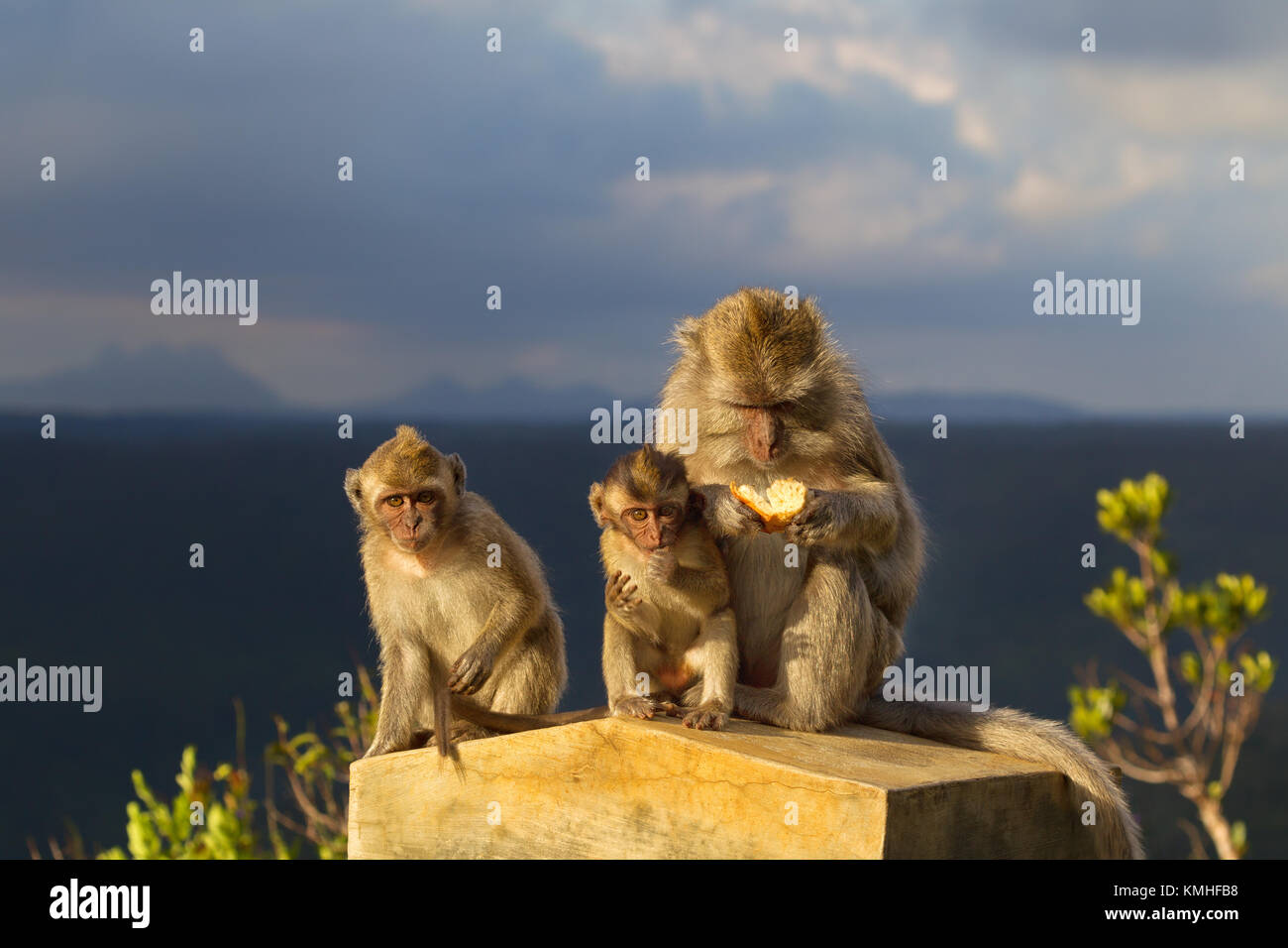 Family of Crab-eating Macaques (Macaca fascicularis) in the Black River ...