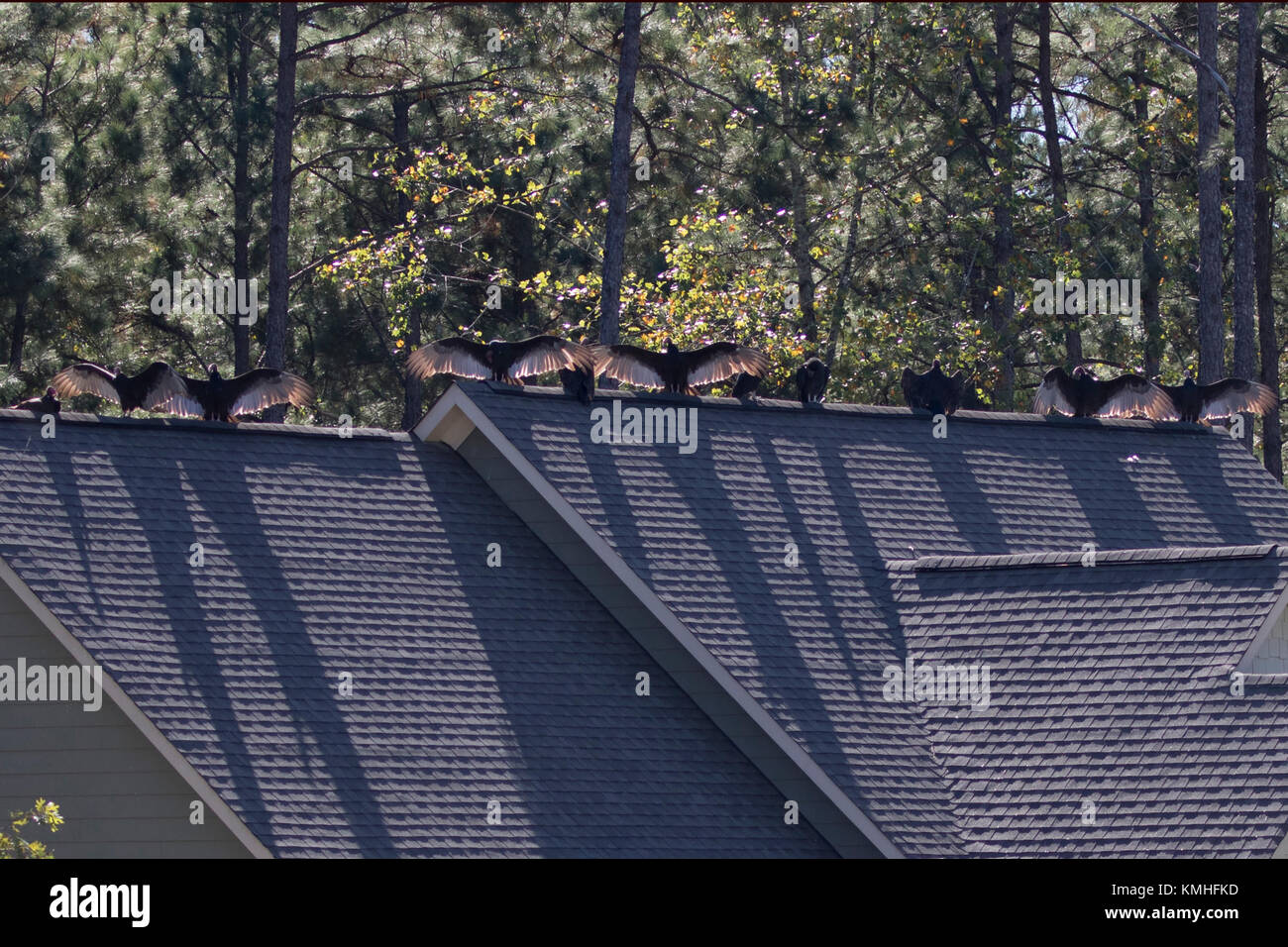 Turkey buzzards sunning and preening themselves on the roofline of a ...
