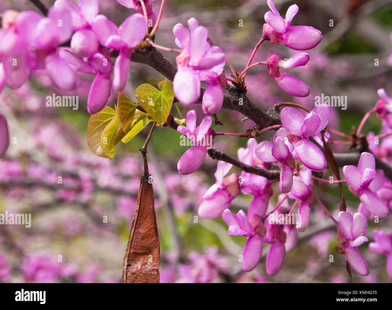 Cercis siliquastrum seed pod hi-res stock photography and images - Alamy
