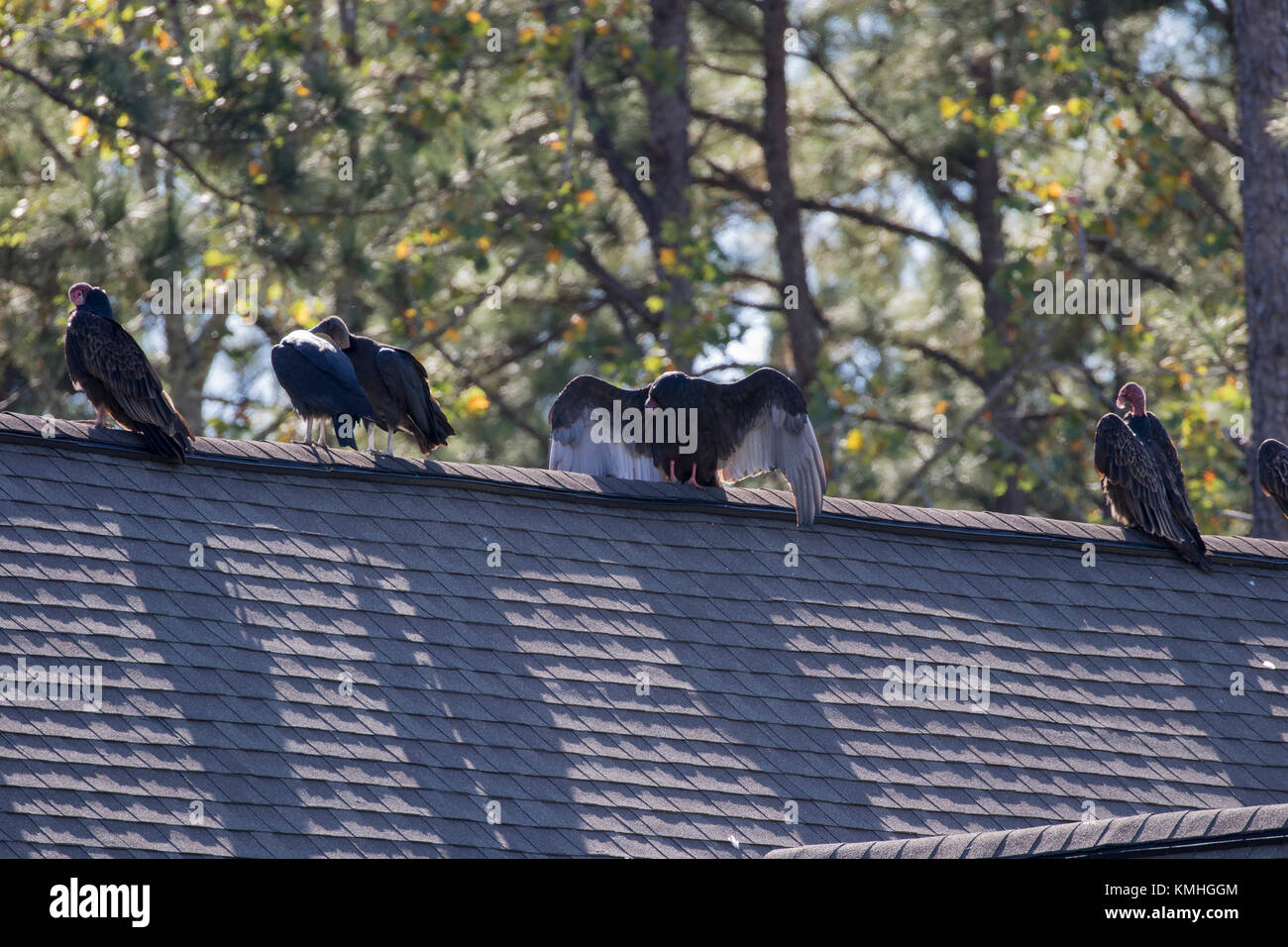 Keep Calm And Follow The Buzzards